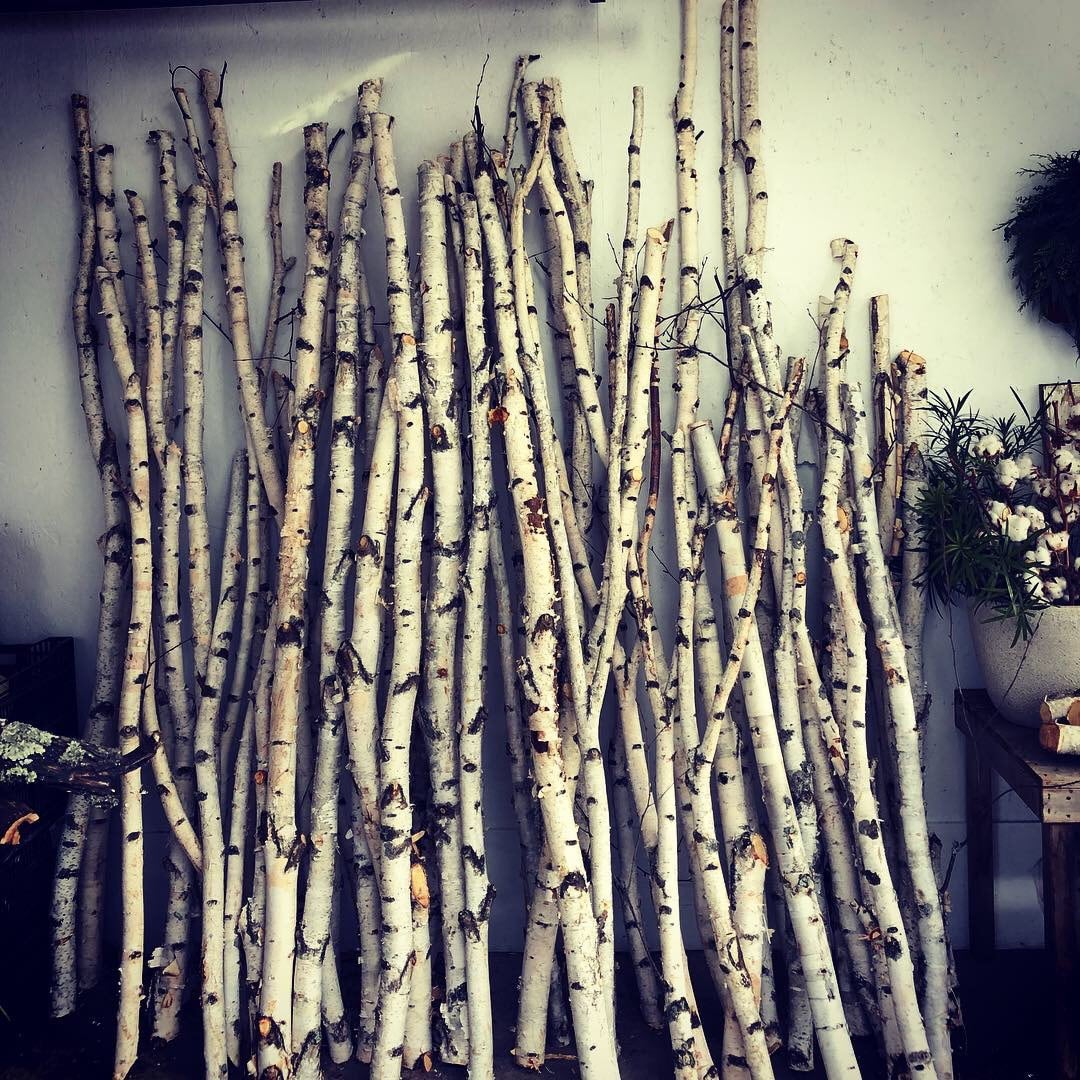 birch tree branches